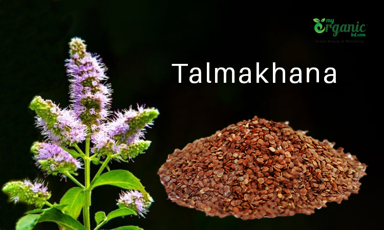 Talmakhana Benefits, Medicinal Properties and Uses 2026